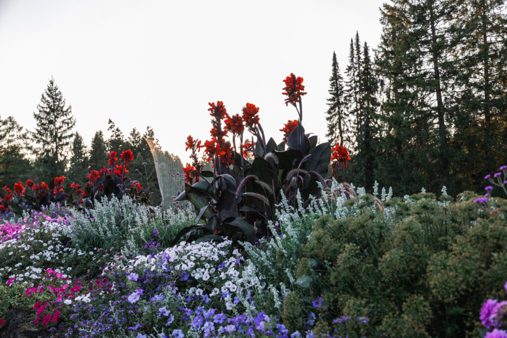 Įspūdingas festivalio „Botaninės naktys 2024 – Bobų vasara“ startas ...